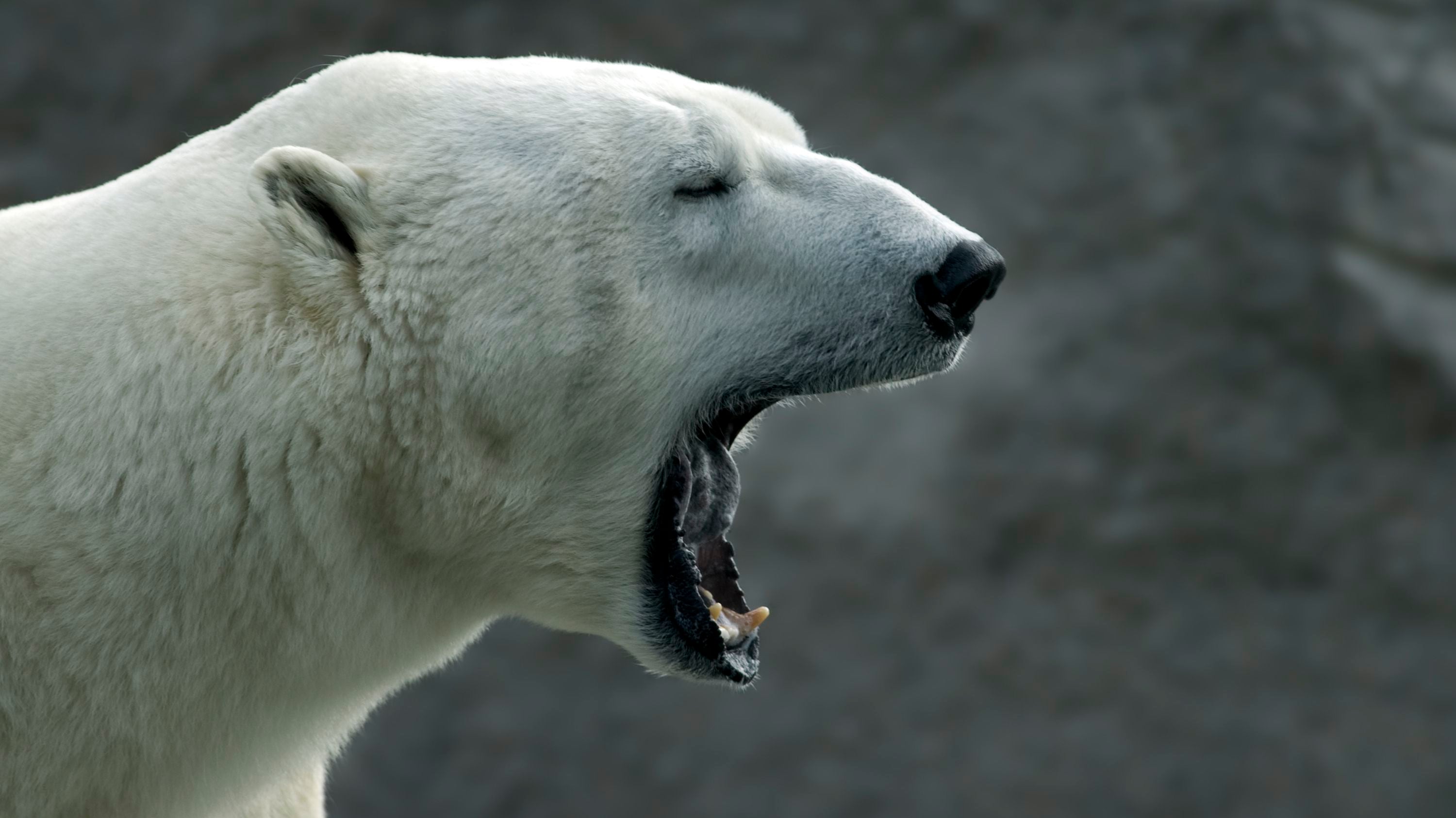 Polar Bears About To Attack