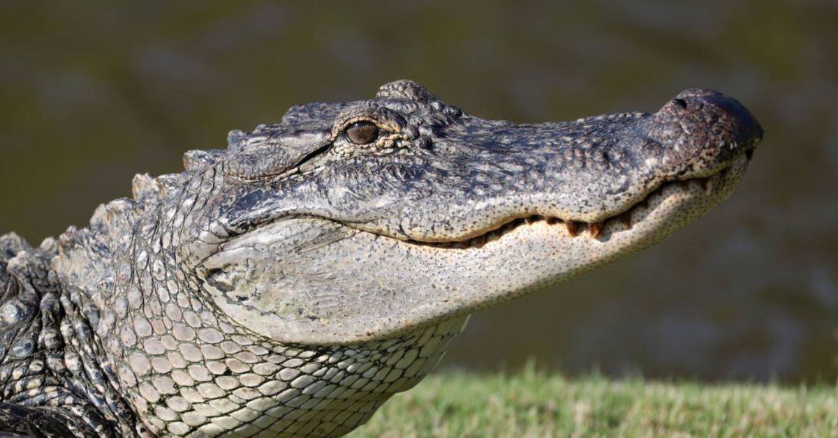 Chomp: Pet alligator used in Florida gender reveal party