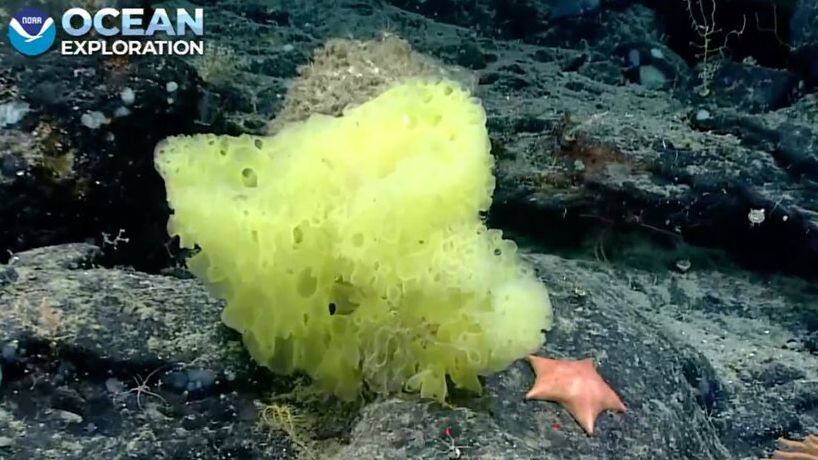 Spongebob Underwater Tree