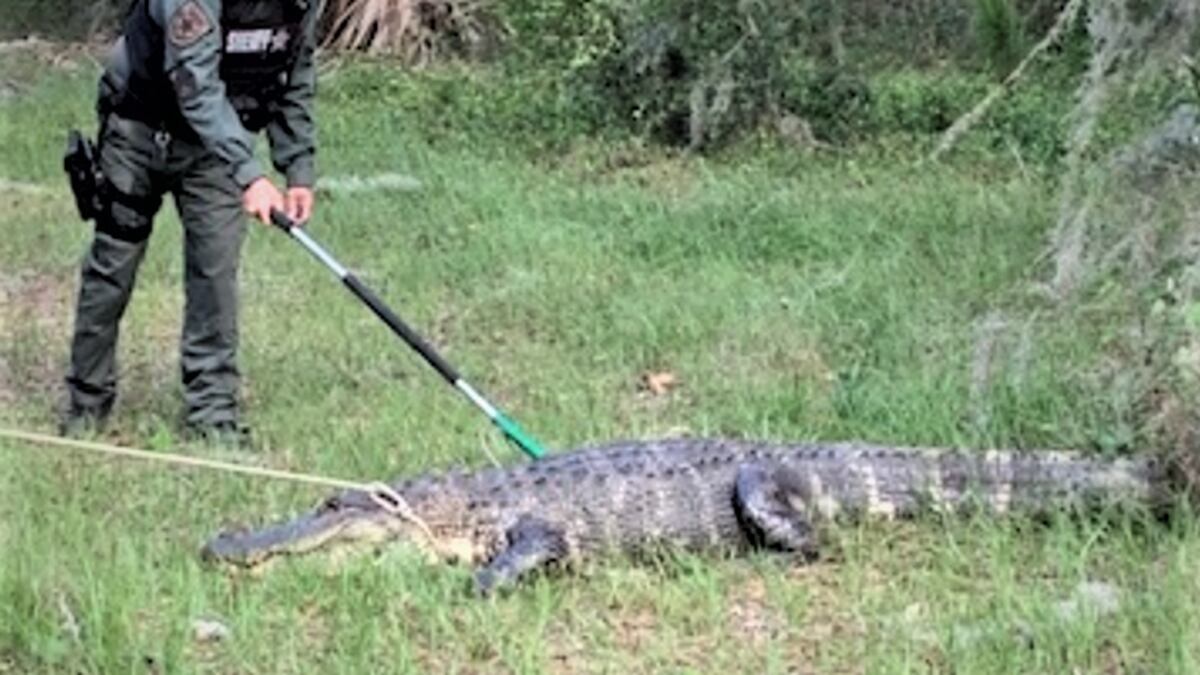 ‘Aggressive’ alligator stops traffic on Florida road