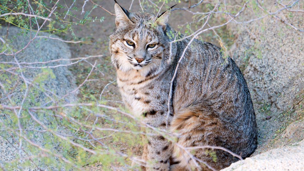 Arizona Bobcat